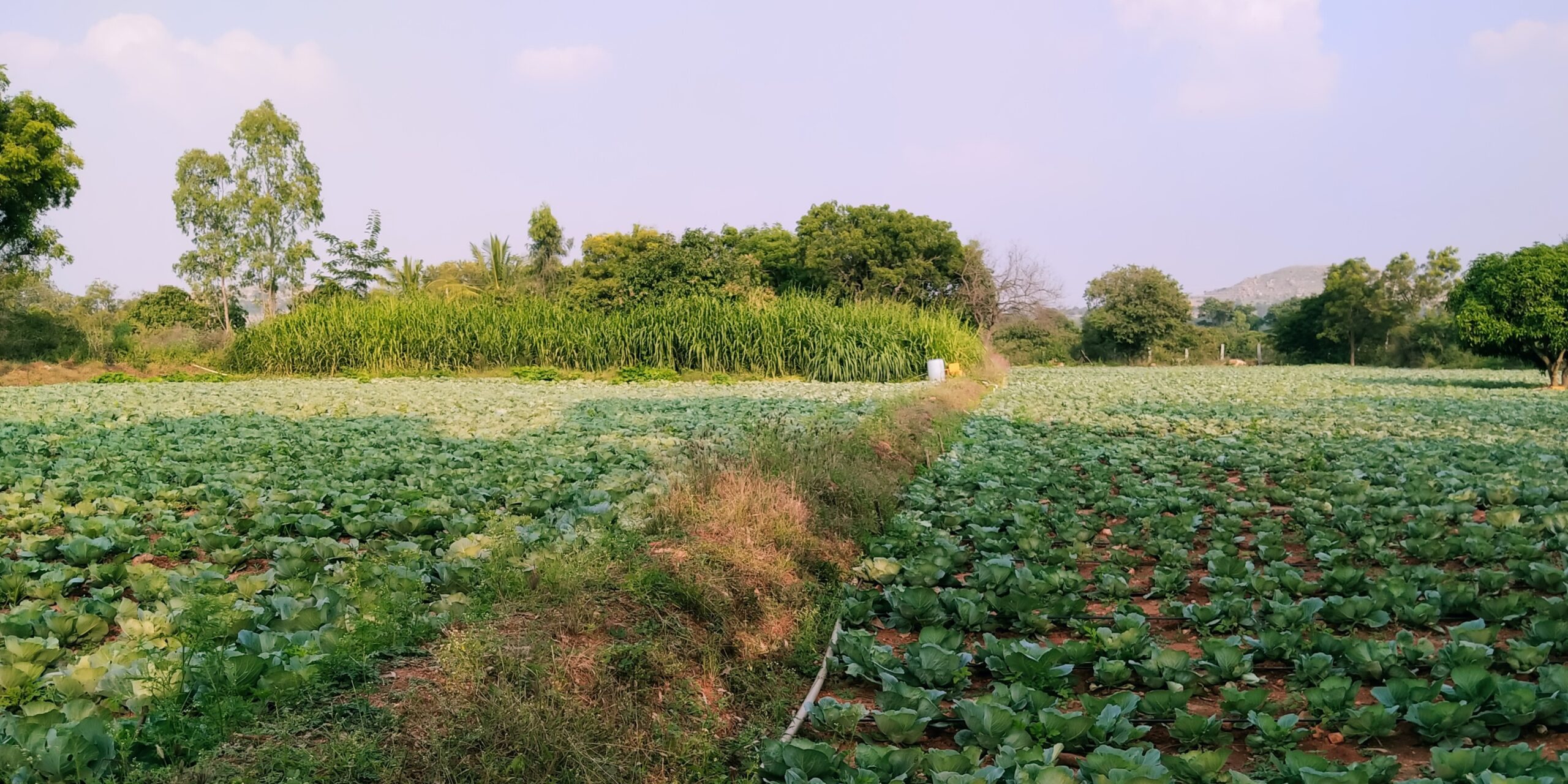 Crop Diversification: A Win-Win for Farmers and the Environment